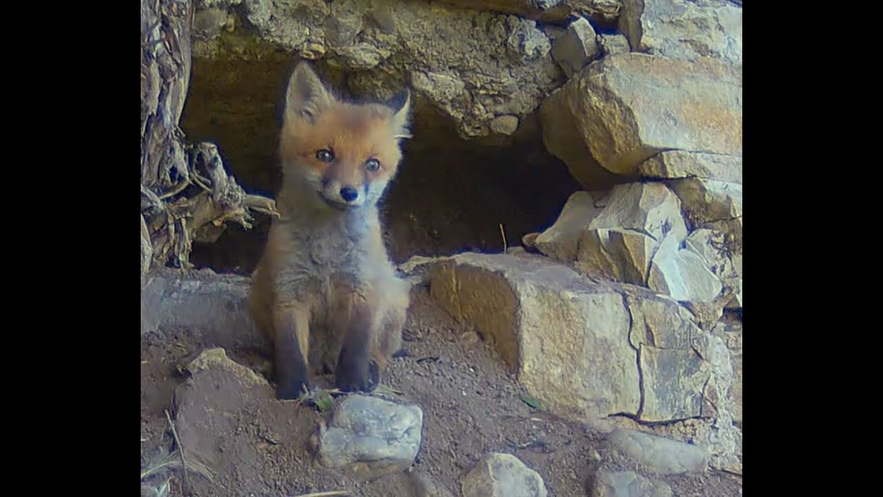 They Live Among Us! Would you observe the foxes under your own house ...