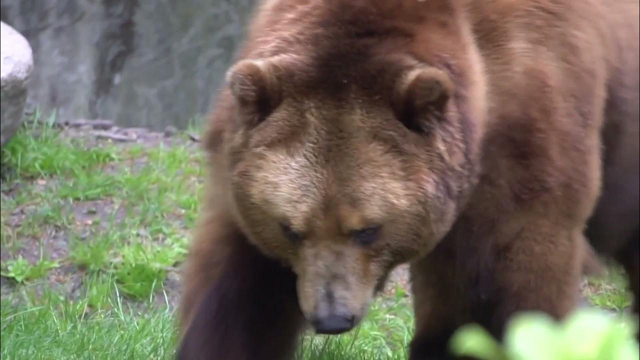THE BIG BROWN BEAR - YouTube