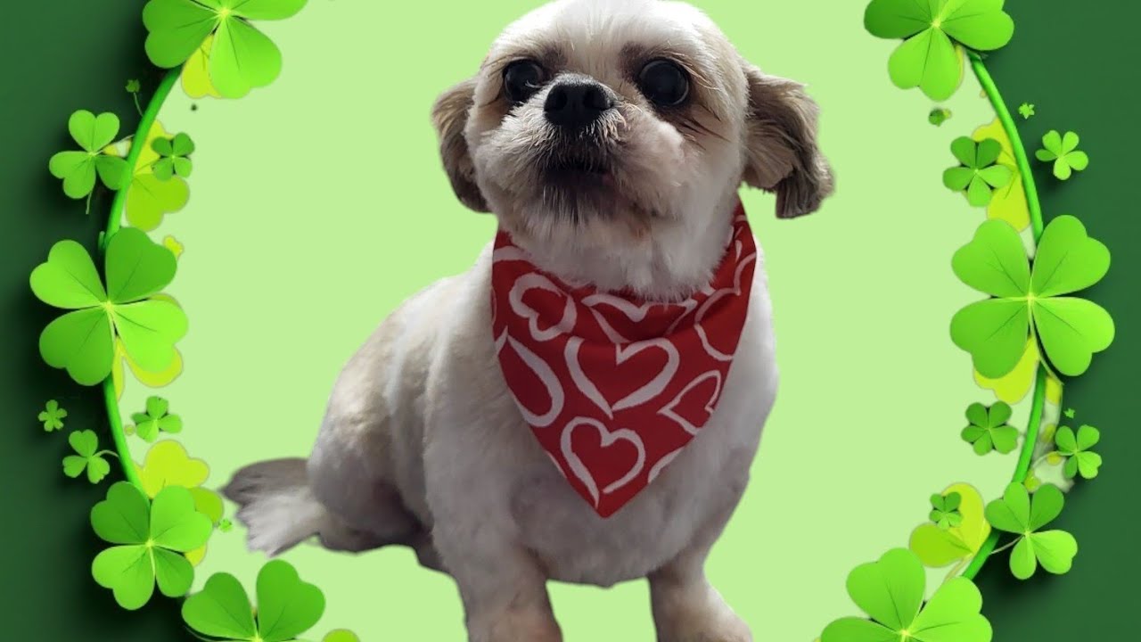 A compilation of music sung with simba a shih tzu - YouTube