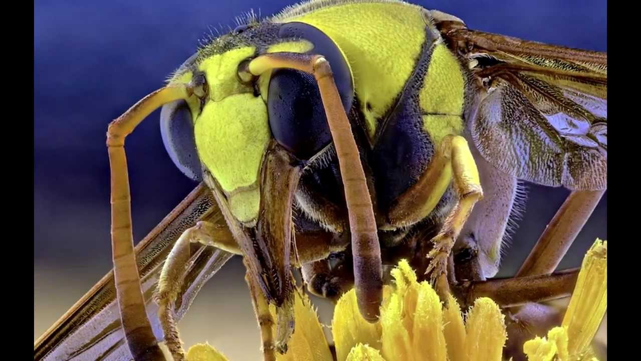 Incredibly detailed photographs of insects up close make them look ...