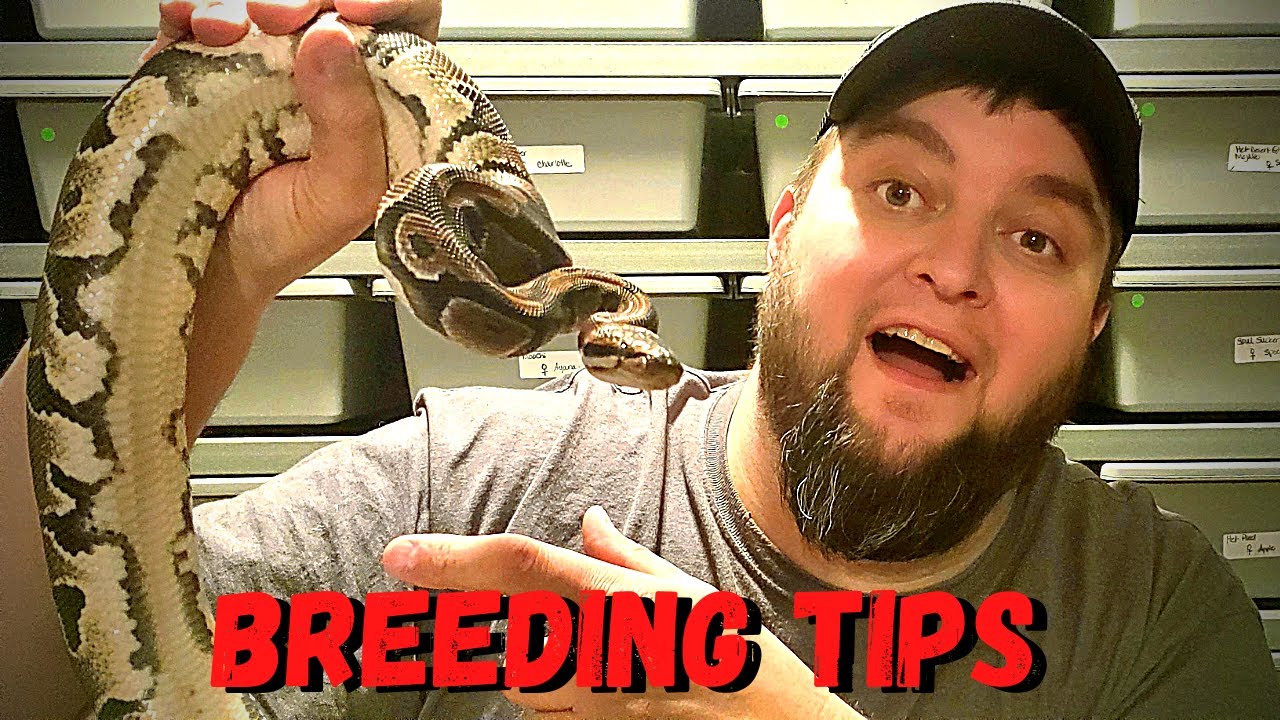 Tips I Wish I Knew When I Started Breeding Ball Pythons! - YouTube