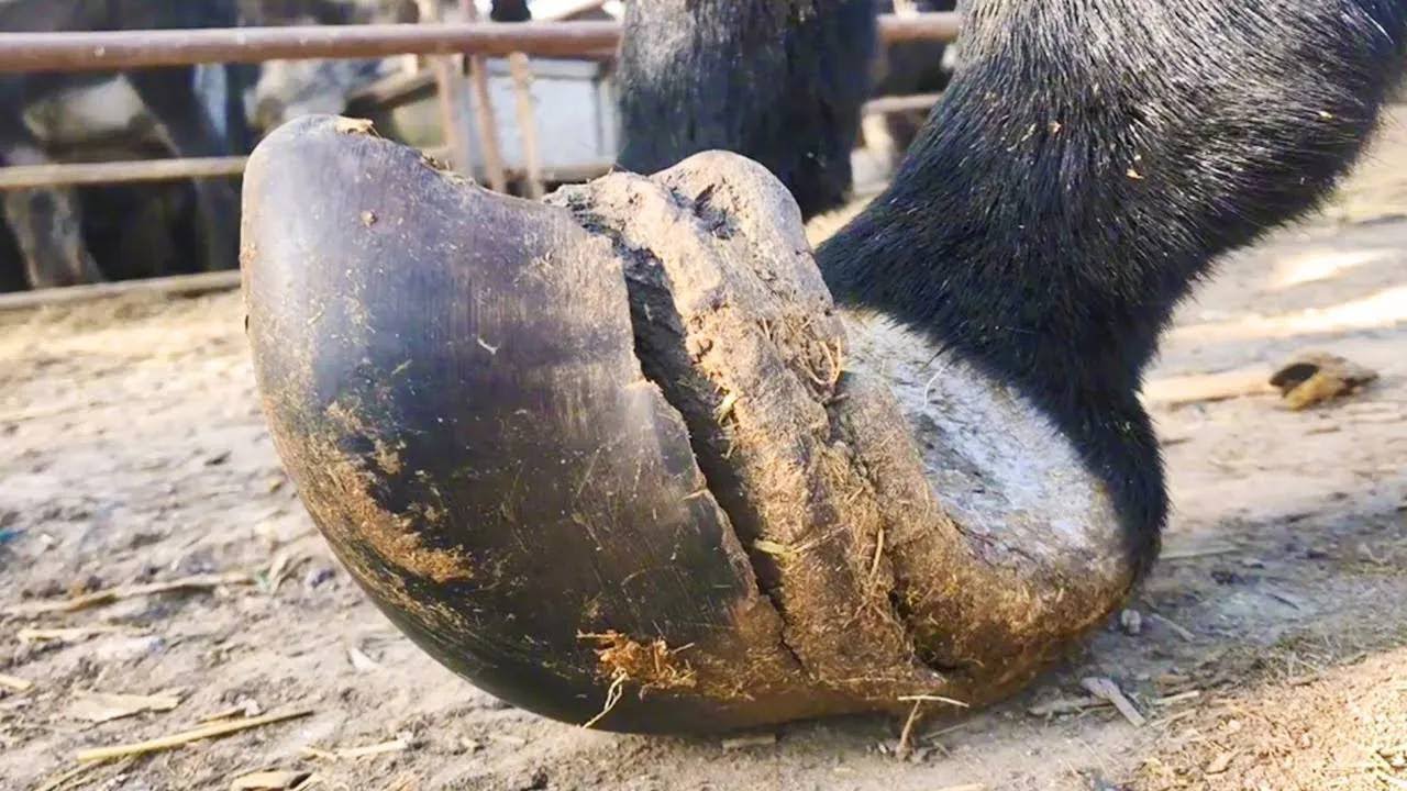 A Collection Of Super Stress-Relieving Donkey Hoof Trimming! Come And ...