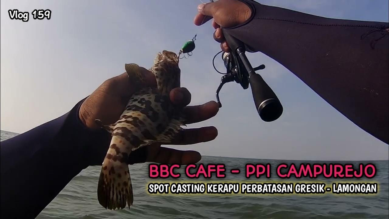 BBC CAFE - PPI CAMPUREJO PANCENG GRESIK, MASIH BANYAK KERAPU BABON ...