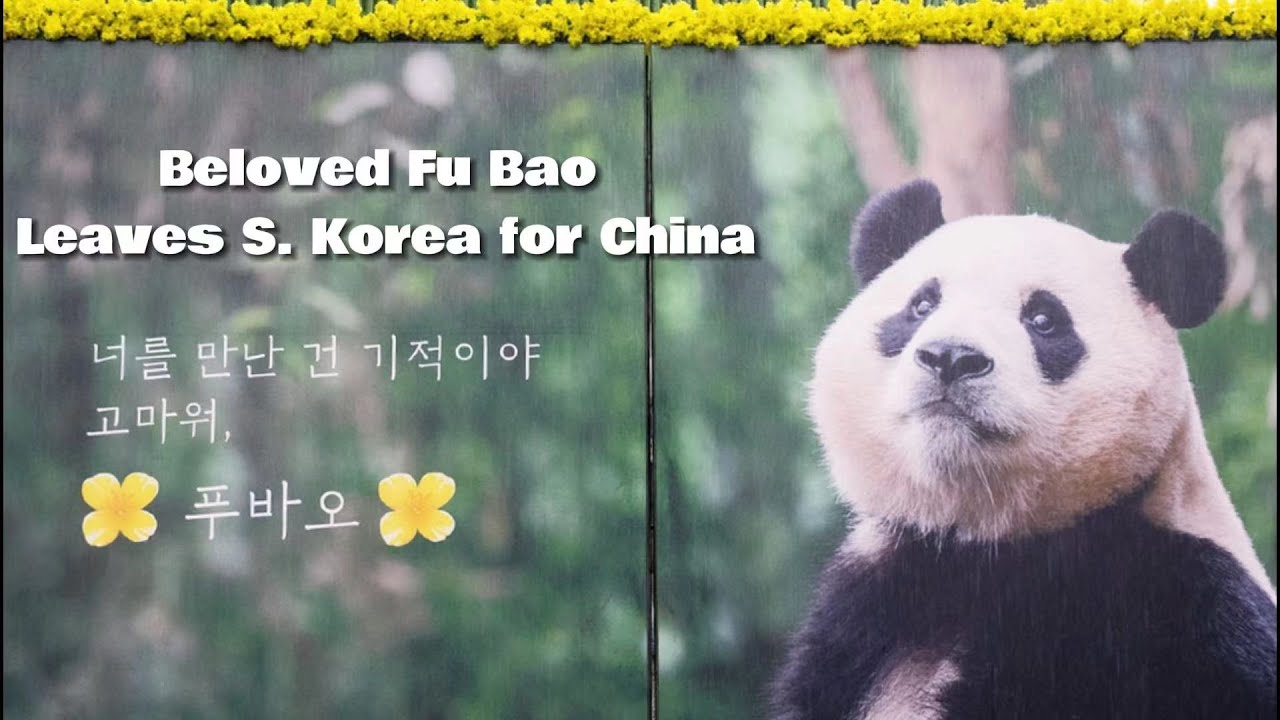 LIVE: 푸바오，즐거운 여행되시고，중국에서 뵙겠습니다！Welcome Home! Fu Bao returns to China ...