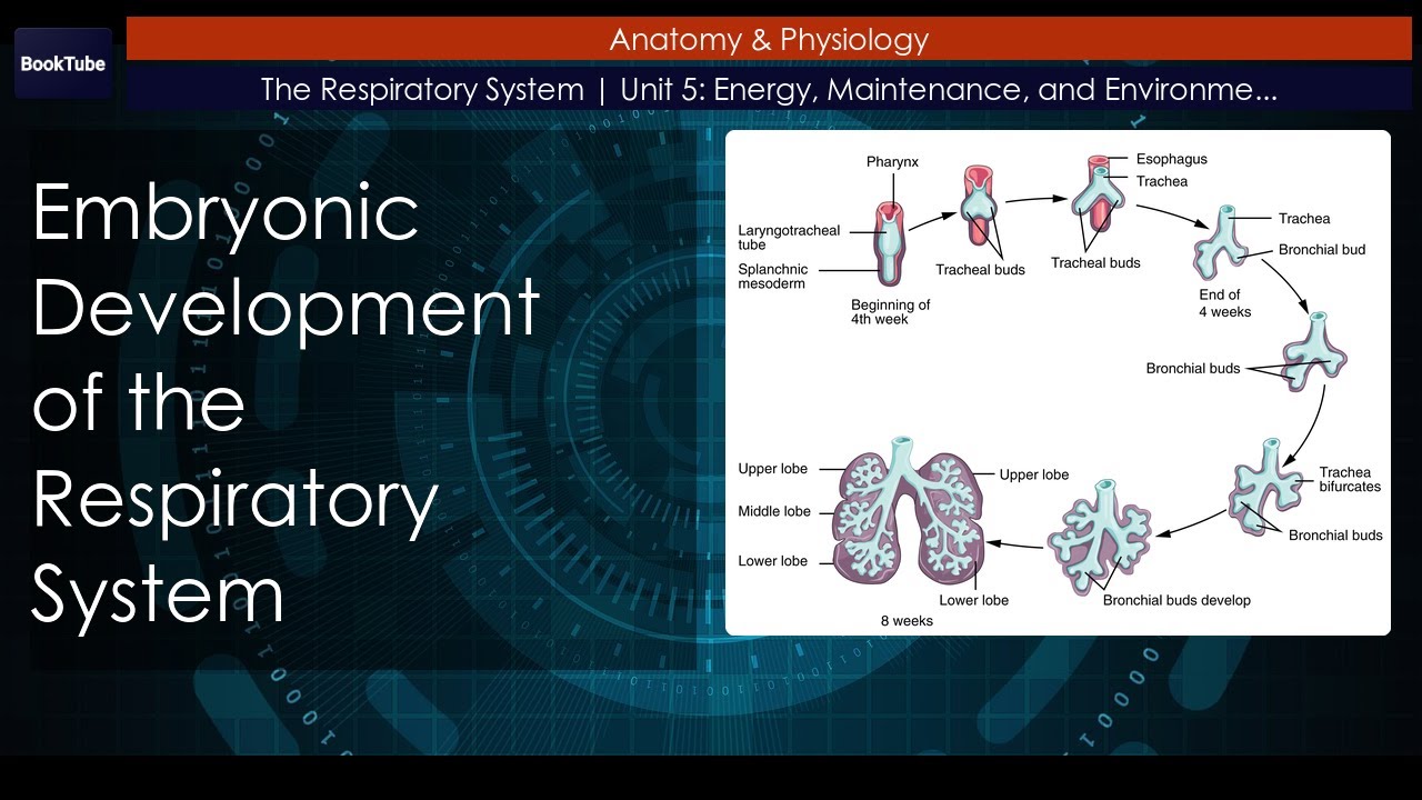 Embryonic Development of the Respiratory System | The Respiratory ...