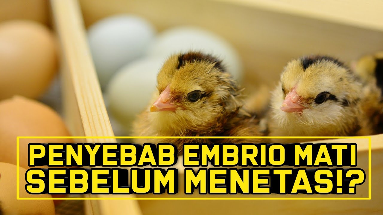 PENYEBAB EMBRIO MATI SEBELUM MENETAS⁉️ - YouTube