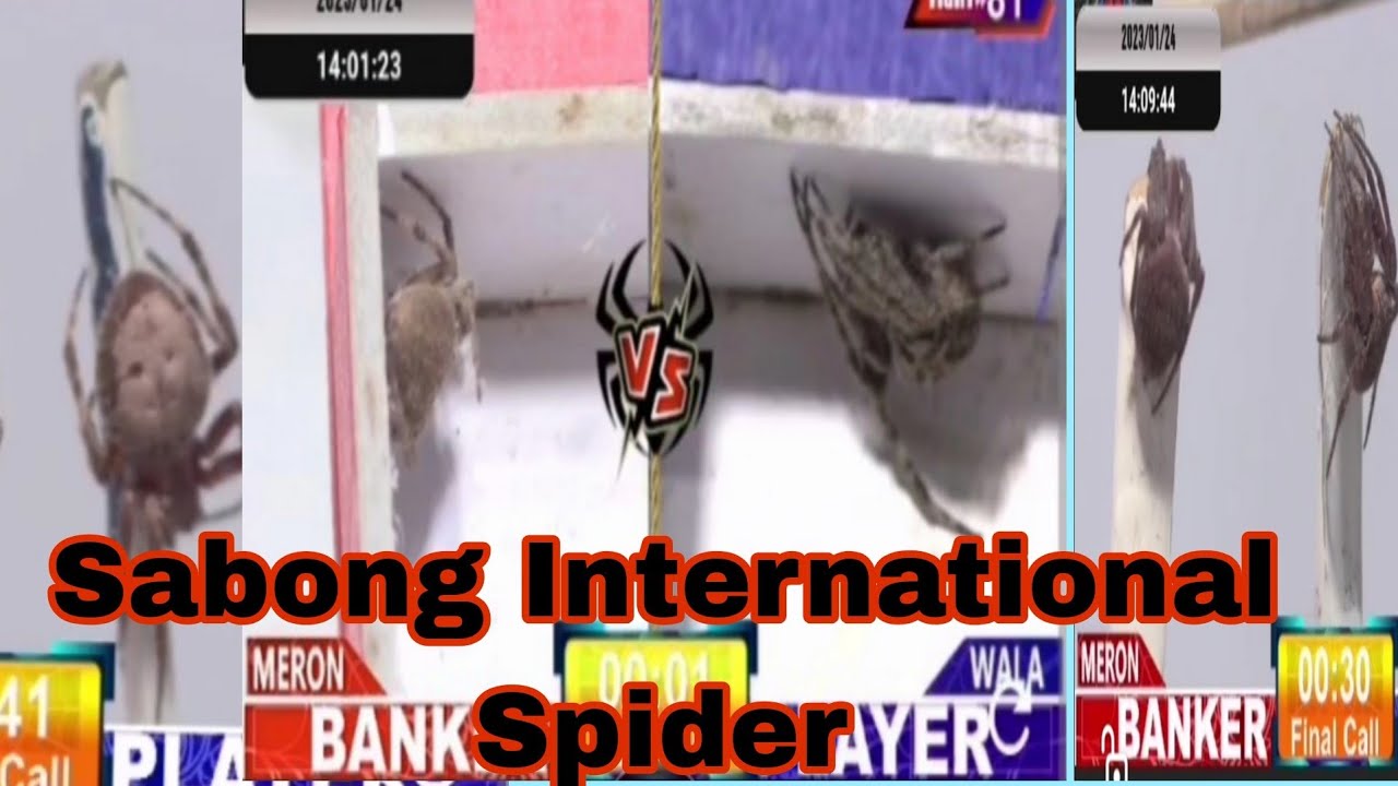 SABONG International Spider Red Spider vs Black Spider Fight #80818283 ...
