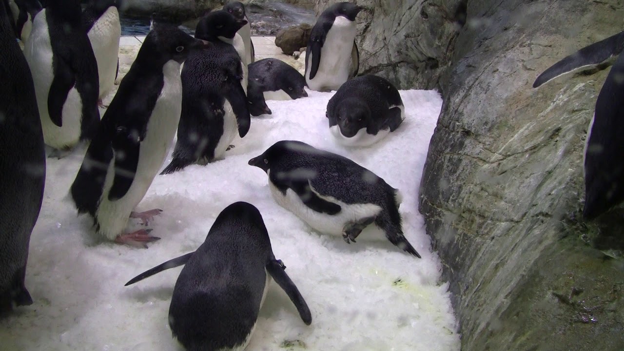 #2-47 Nov 2017 Penguin at Adventure world, Wakayama, Japan - YouTube