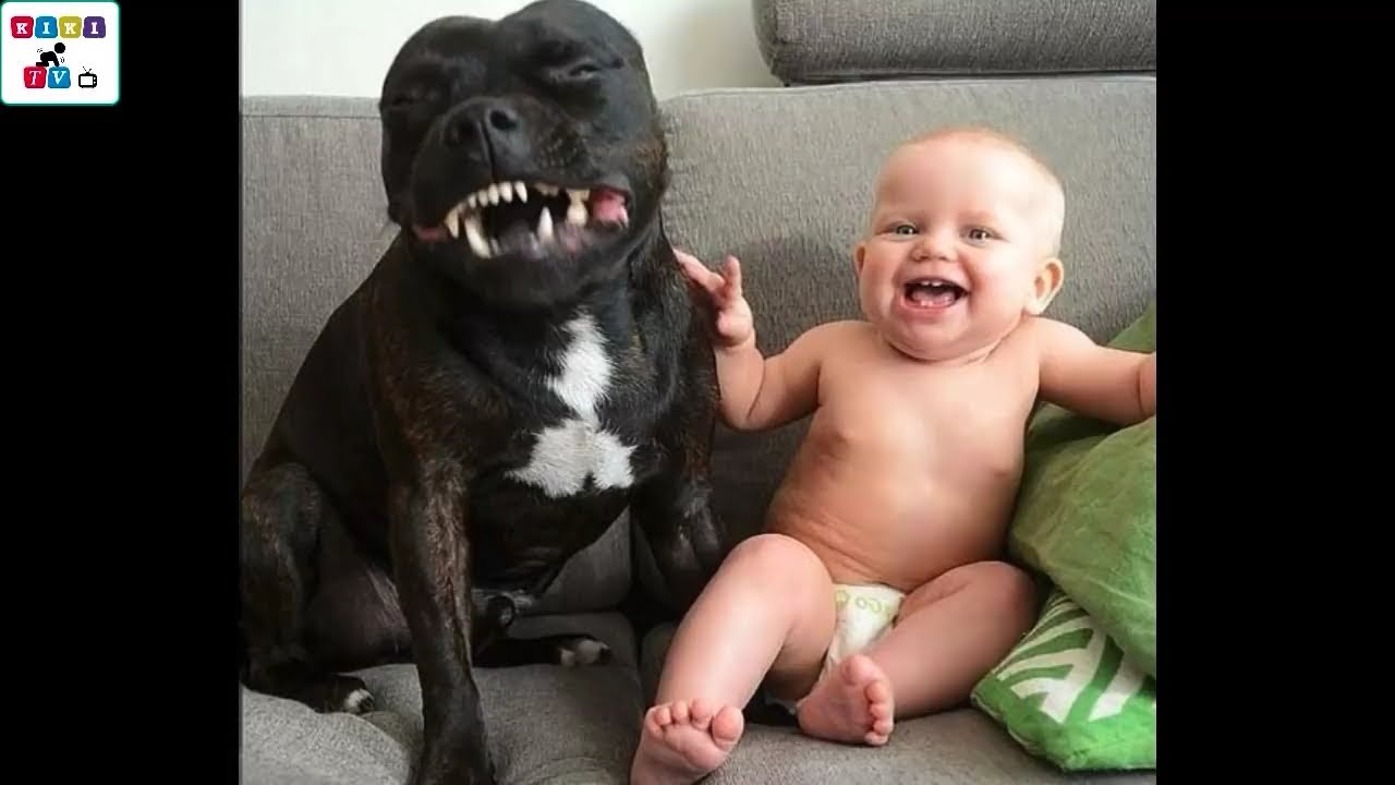 Try not to laugh | funny animals video ,|Babies play with pet's - YouTube