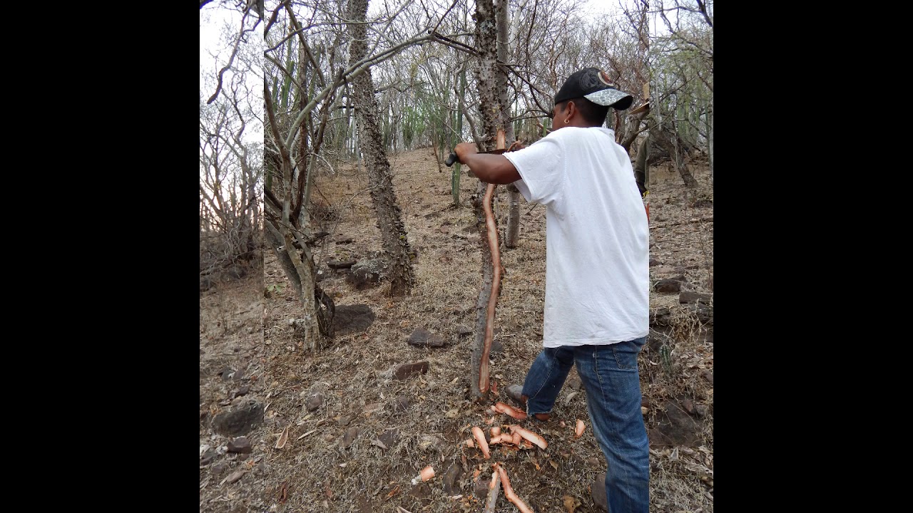 Manejo tradicional del Cuachalalate - YouTube
