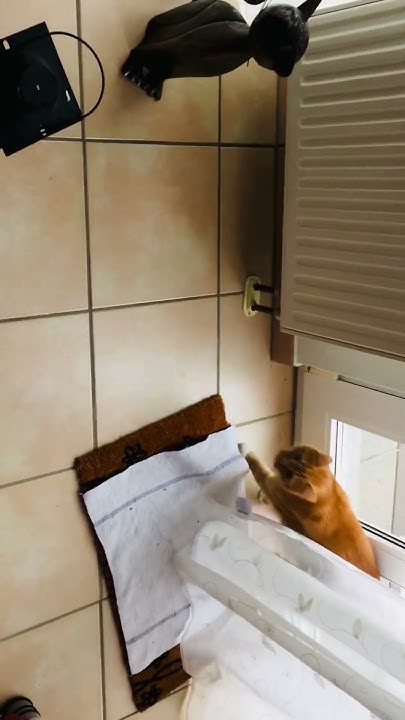 These Cats do not like Snow..... - YouTube