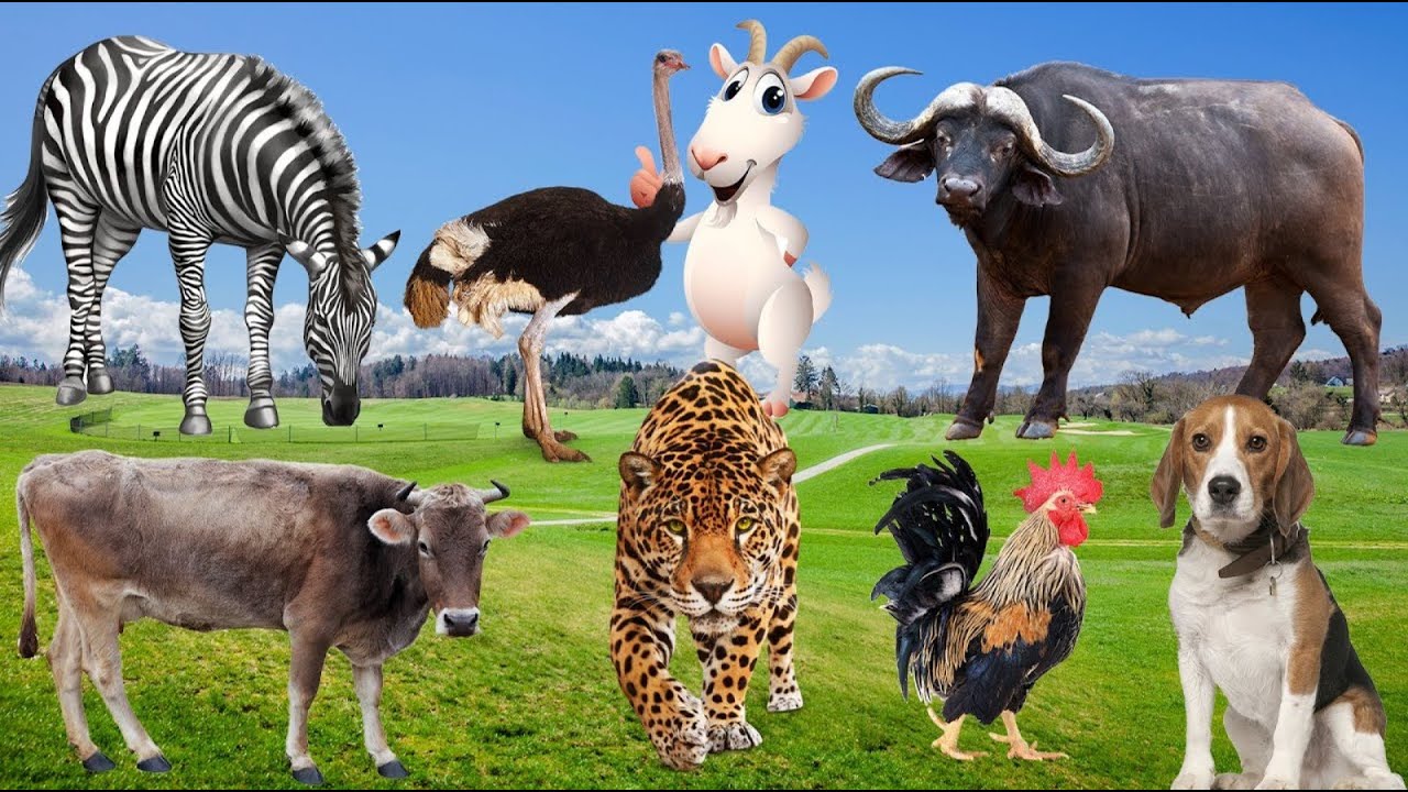 Lovely Animal Sounds: Cat, Chicken, Dog, Horse, Bear, Cow, Squirrel ...