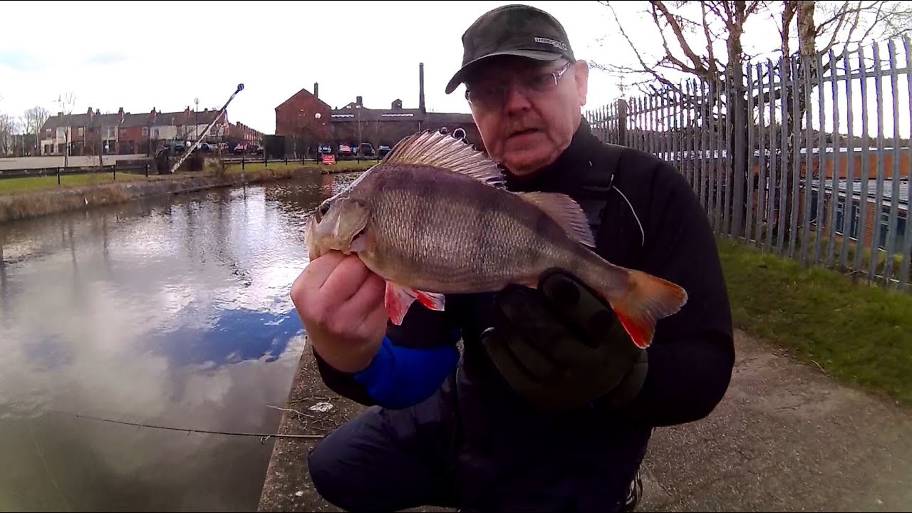 Chasing big perch pt4 - YouTube
