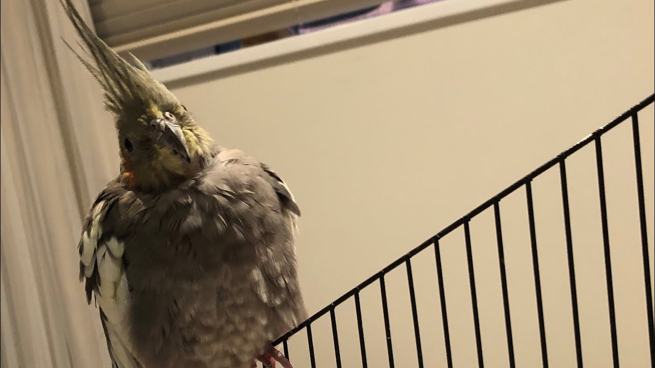 Update on my flock | Budgie/cockatiel update - YouTube