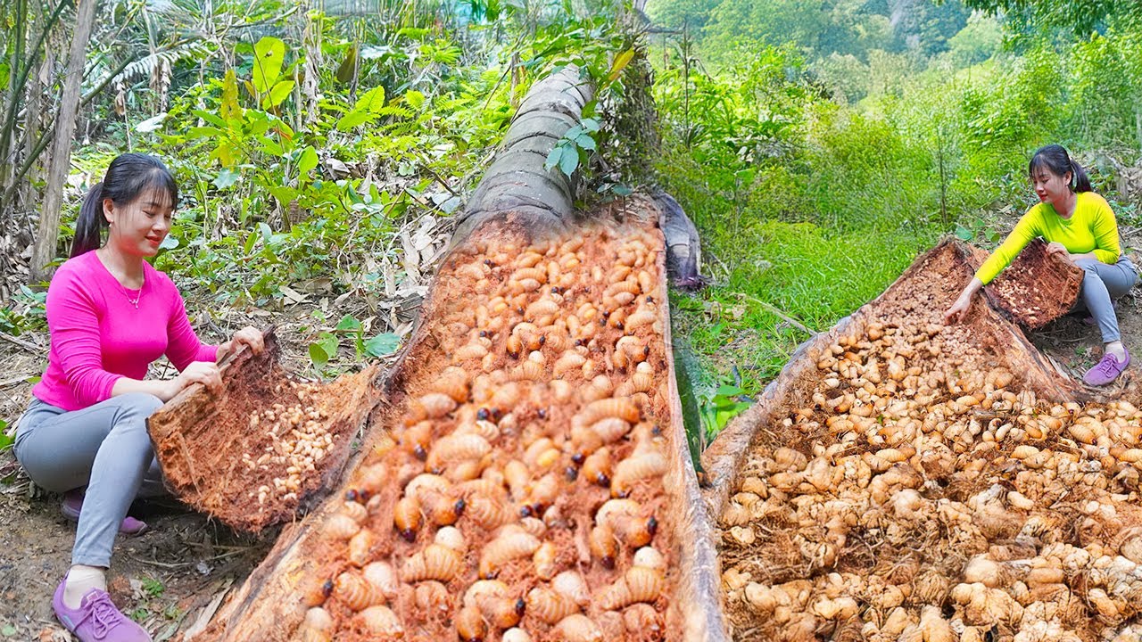 Harvesting Lots of Coconut Weevils in Rotten Coconut Trunks | Goes To Market Sell | Nhất ...