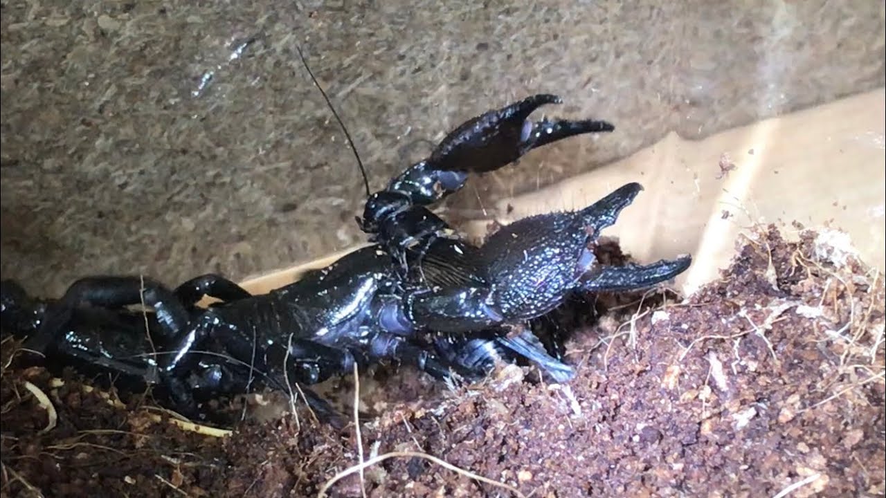 Emperor Scorpion Feeding - YouTube