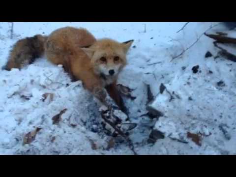 Large male red fox in blind set - YouTube