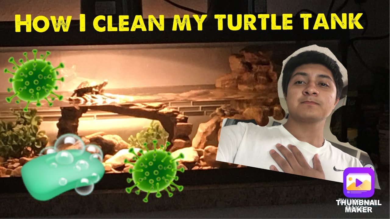 How I clean my turtle tank (Baby turtles) - YouTube