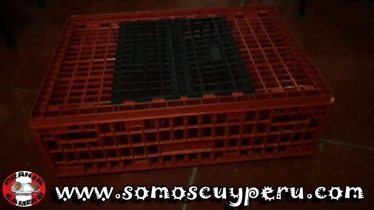 VENTA DE JABAS DE TRANSPORTE PARA POLLOS Y CUYES - YouTube