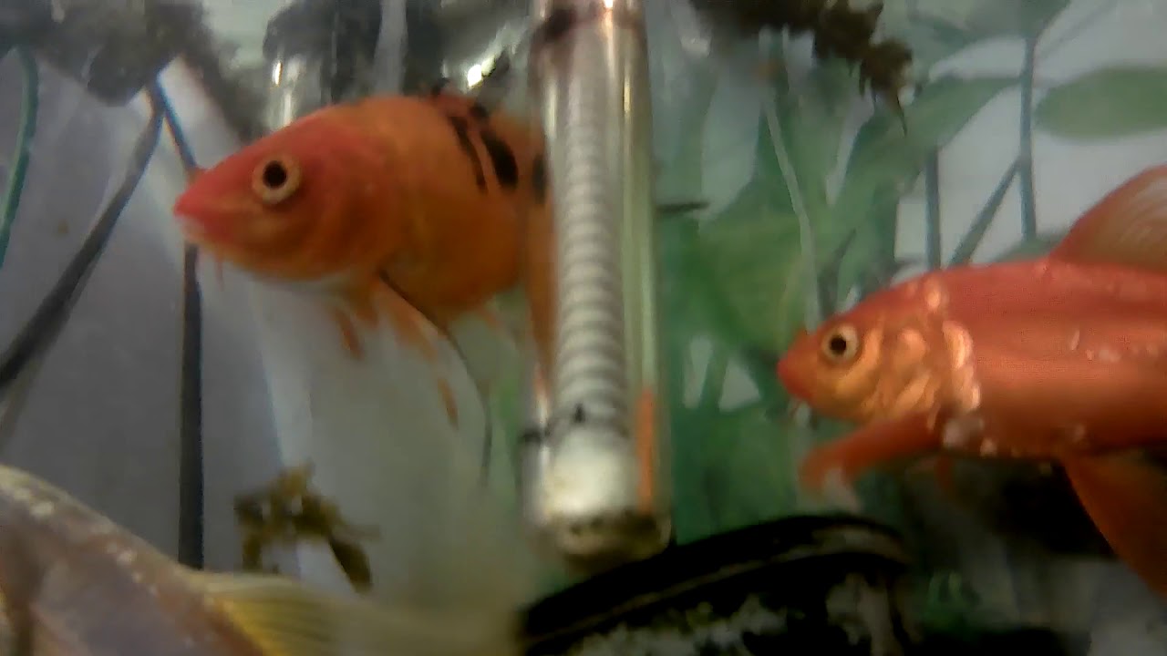PECERA CARPAS KOI - YouTube