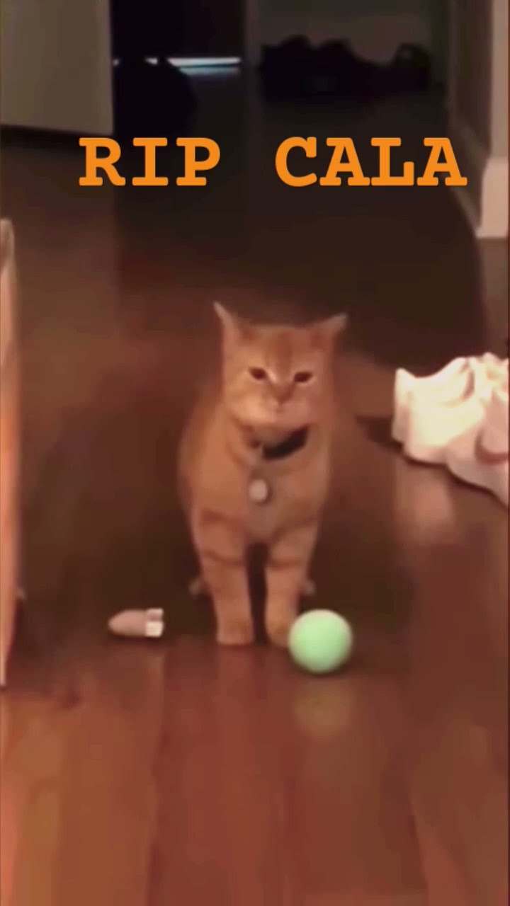 RIP CALA😢 - YouTube
