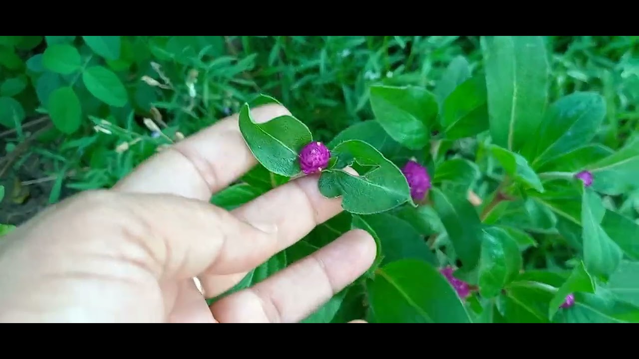 Football Lilly - YouTube