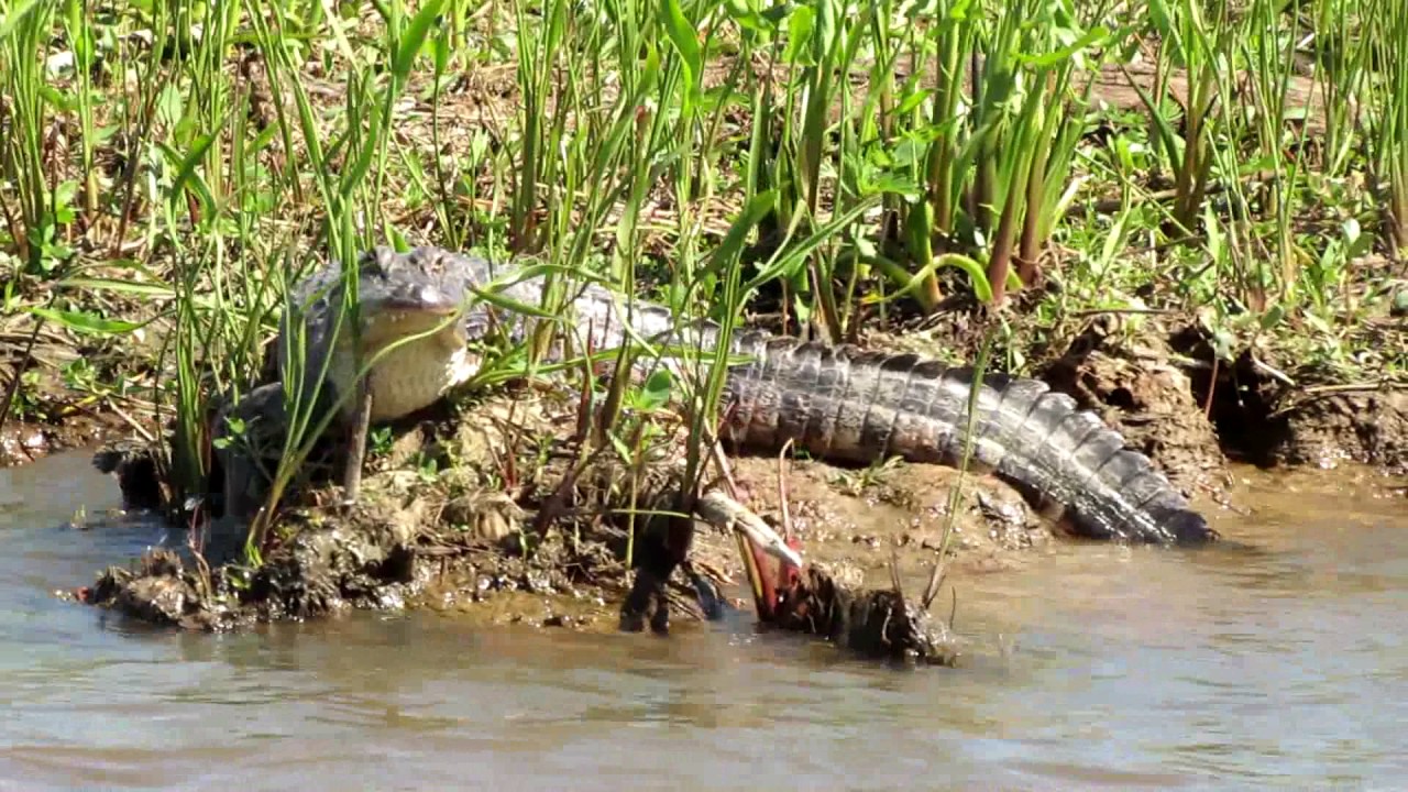 Swamp and River Tour, Orange Texas - YouTube