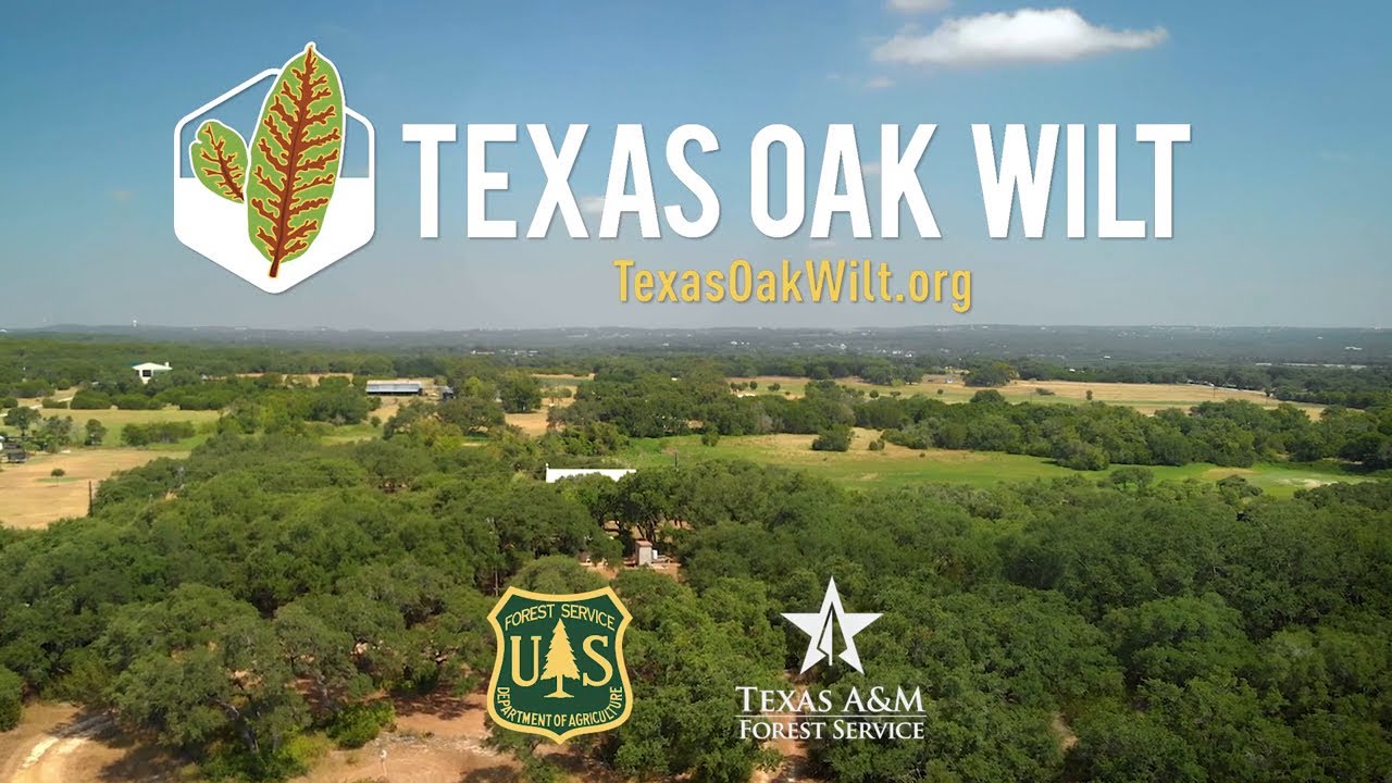 Oak Wilt Crisis in Texas ⚡️ Combating a Destructive Tree Disease with ...