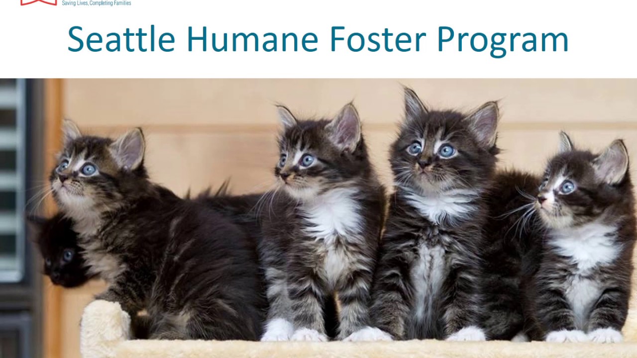 Seattle Humane Foster Orientation - YouTube