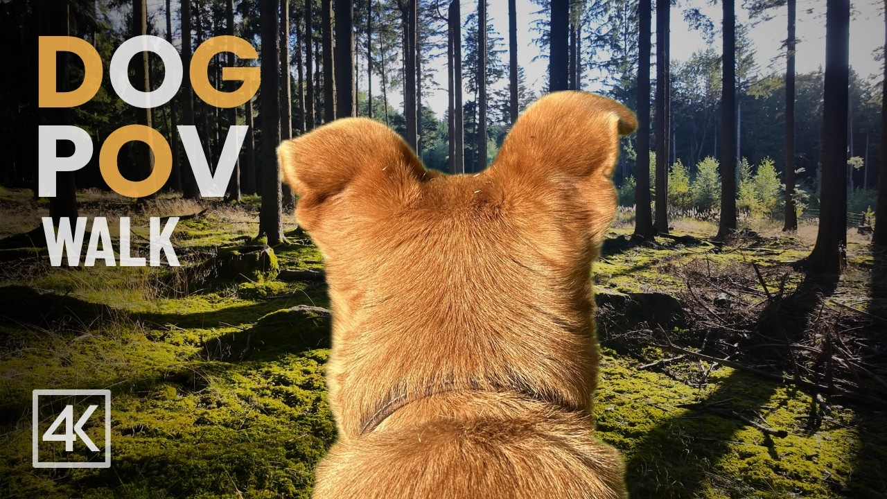 Dog POV Walk 🐾 | Forest & Fields | DogTV | Nature Sounds | 4K Ultra HD ...