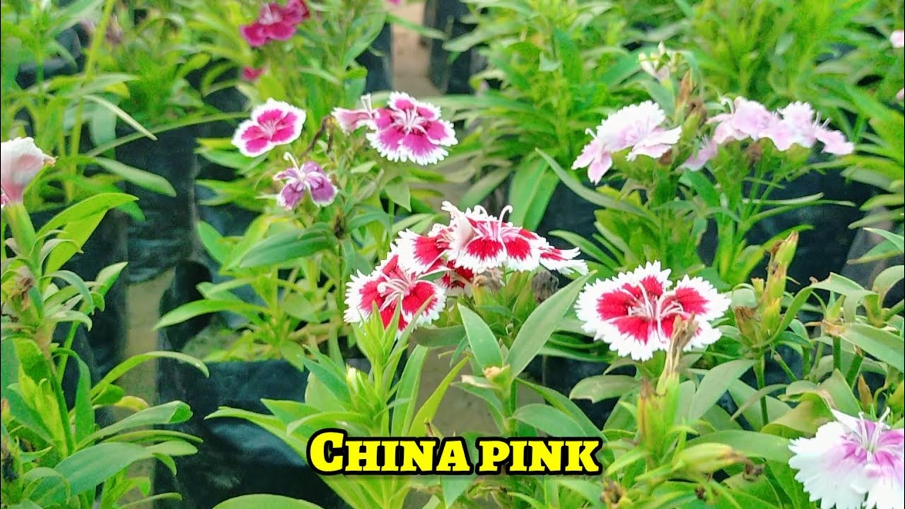 Amazing china pink plant - YouTube
