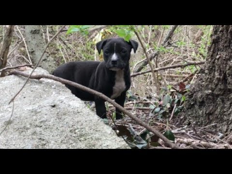 Tears of Joy - A rescue you have to see to believe by Stray Rescue of ...