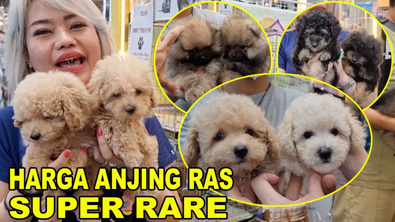 HARGA ANJING RAS SUPER RARE - FELOVE FAMOUS KENNEL - YouTube