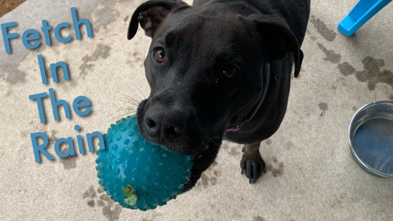 Playing fetch in the rain 🌧 - Day 227 - YouTube