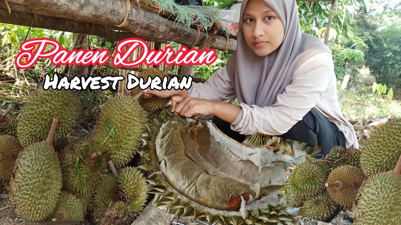 Panen Durian Runtuh || Membuat Asam Durian (Tempoyak) || Pepes tempoyak ...