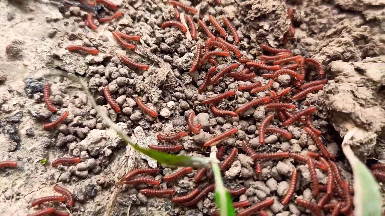 Millipede / Gwalin / Always in bunch , before or during Rains - YouTube