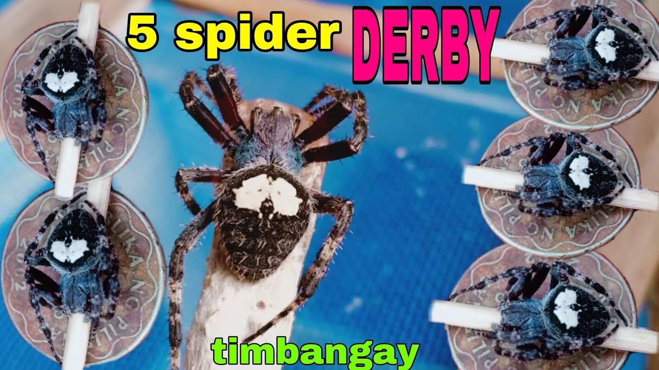 FULL SHOW OF INBREED BUTTERFLY SPIDERS ON TIMBANGAN 5 SPIDER DERBY ...