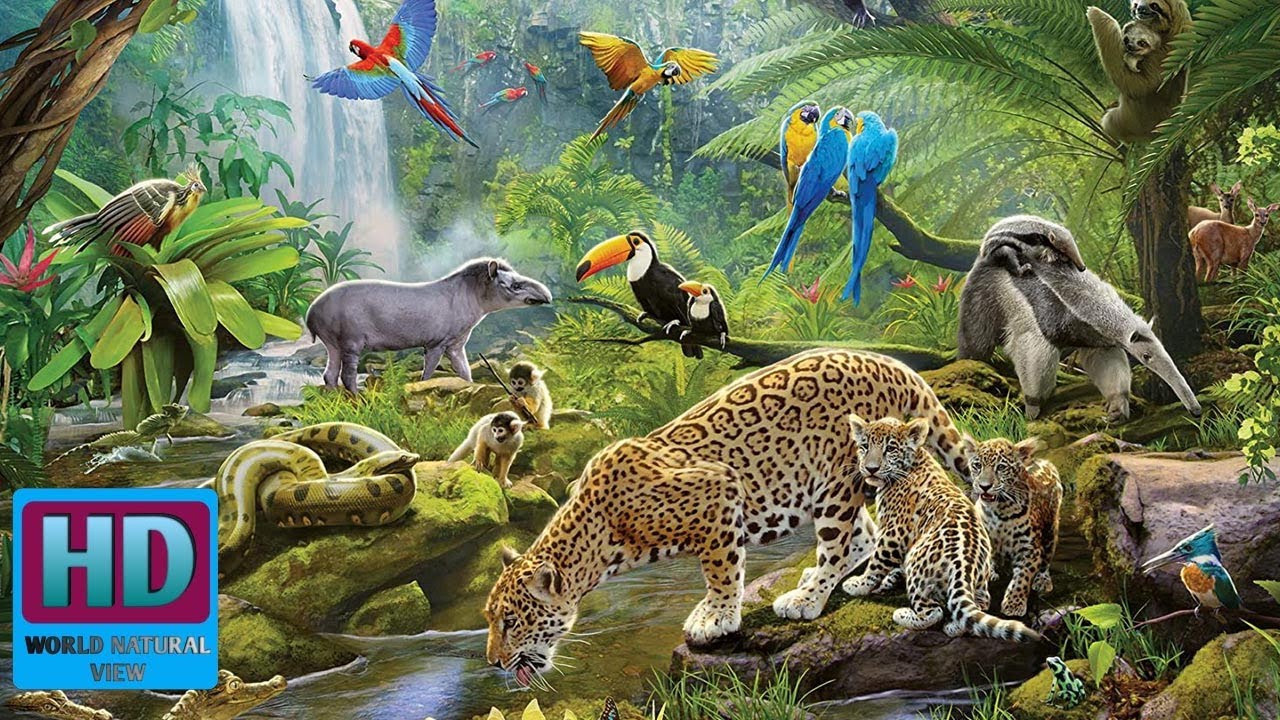 Animals of Amazon | World Natural View | 8K HDR, 8K ULTRA HD, 4K, 2K ...