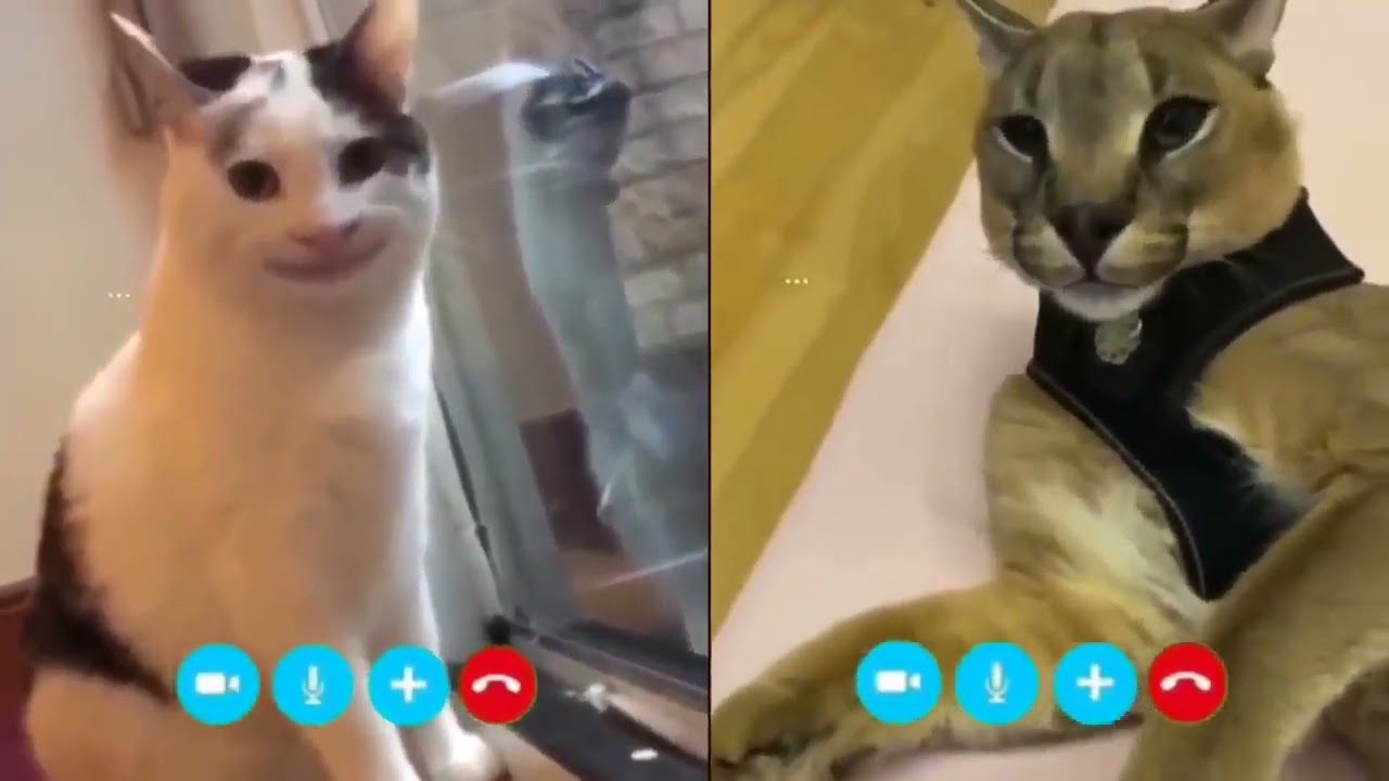 Beluga And Hecker Does A Video Call !! - YouTube