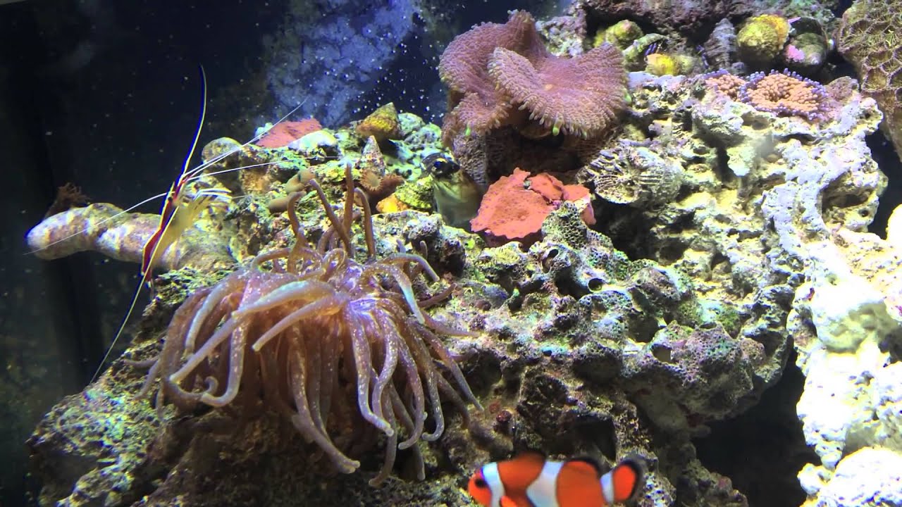 Aarons Reef Tank Update Carls Aquarium - YouTube