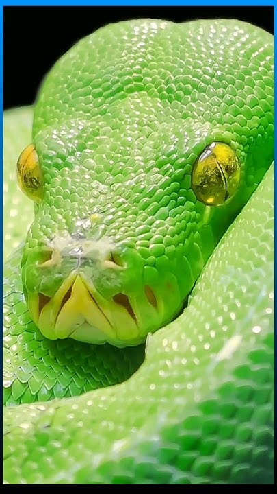 🐍🐍Differences between Green Tree Boa and Emerald Tree Python | Amazing ...