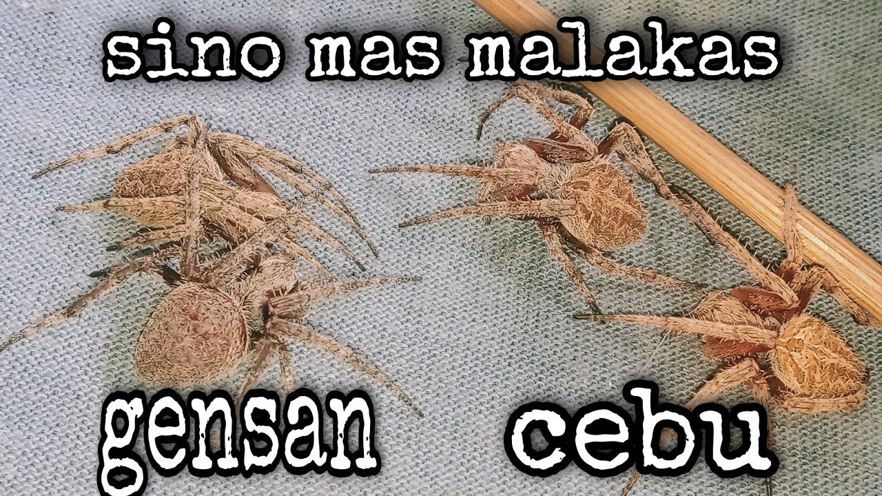Spider fight cebu vs gensan - YouTube