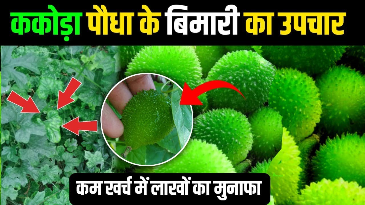 यह रोग ककोड़ा(खेख्सा) की फसल को कर रही बर्बाद पूरी जानकारी! के किसान को ...
