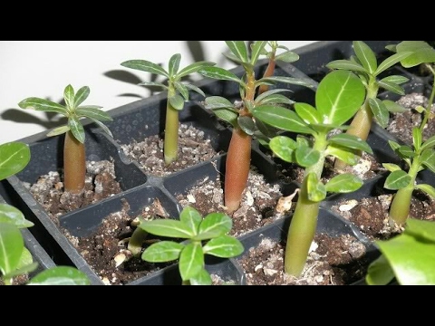 how to grow Adenium from seeds successfully in tray & how to make ...