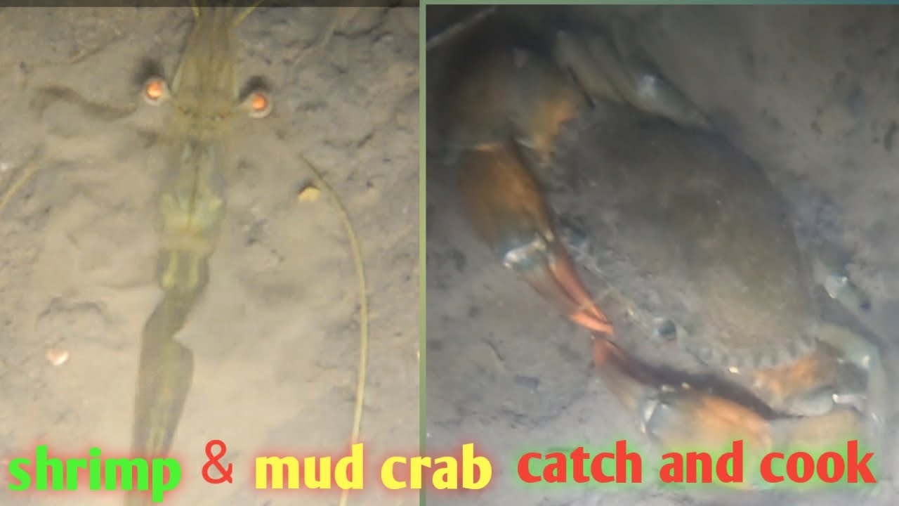 vlog85- Shrimp & Mud Crab catch and cook PART 1 - YouTube