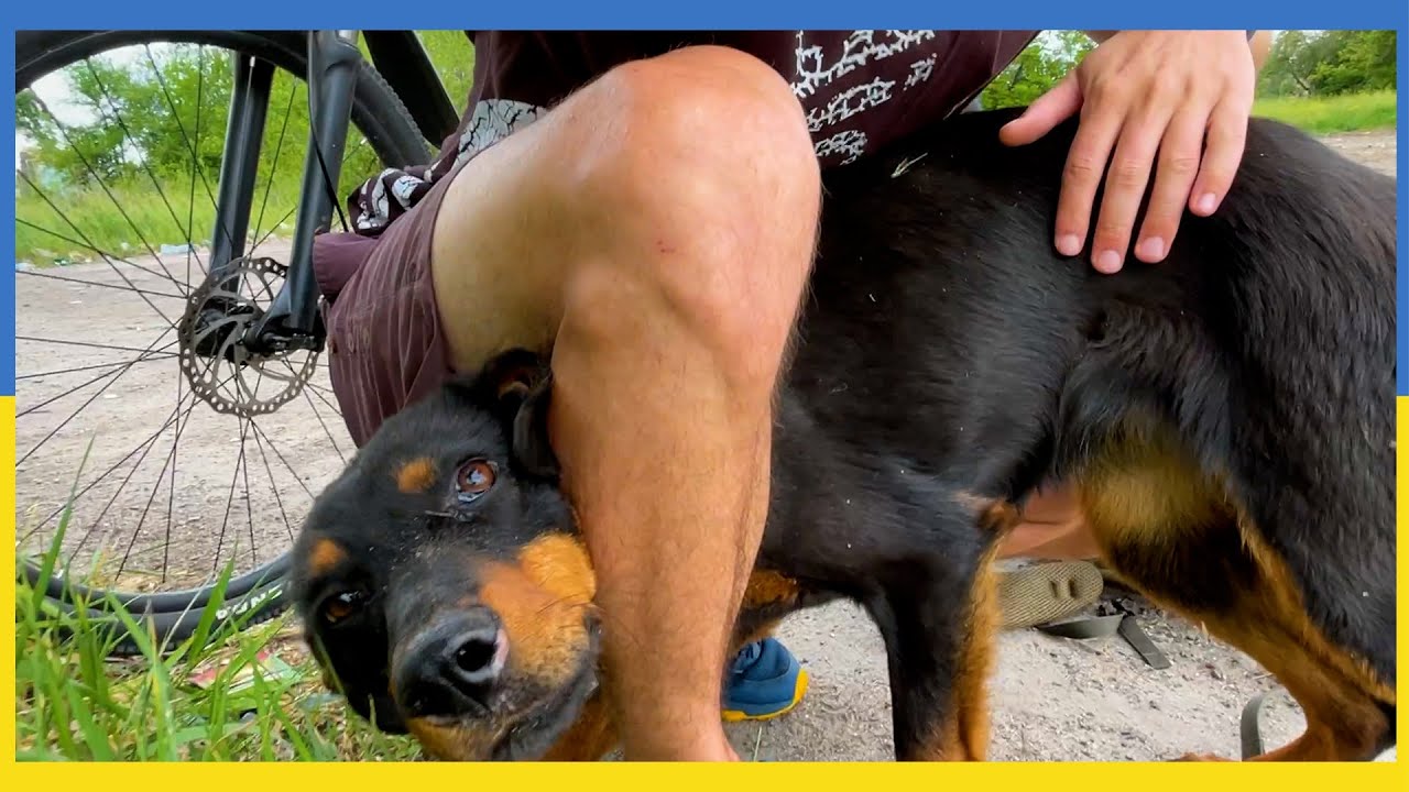 Street Dog Grabbed my Leg and her Eyes were Begging for Help... I ...