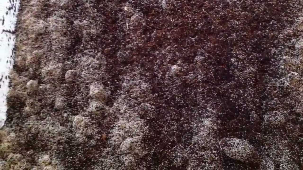 Tropical White Springtails Cultures, Tubs of Tropical springtails ...