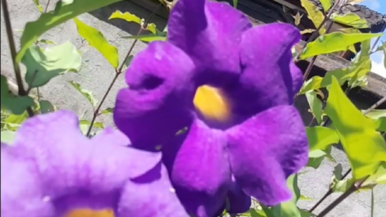 Trumpet flower | purple trumpet | bunga terompet ungu - YouTube