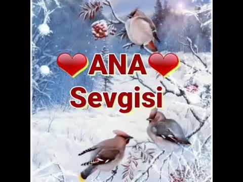 WhatsApp üçün yeni status video və mahnı 2020 mp3