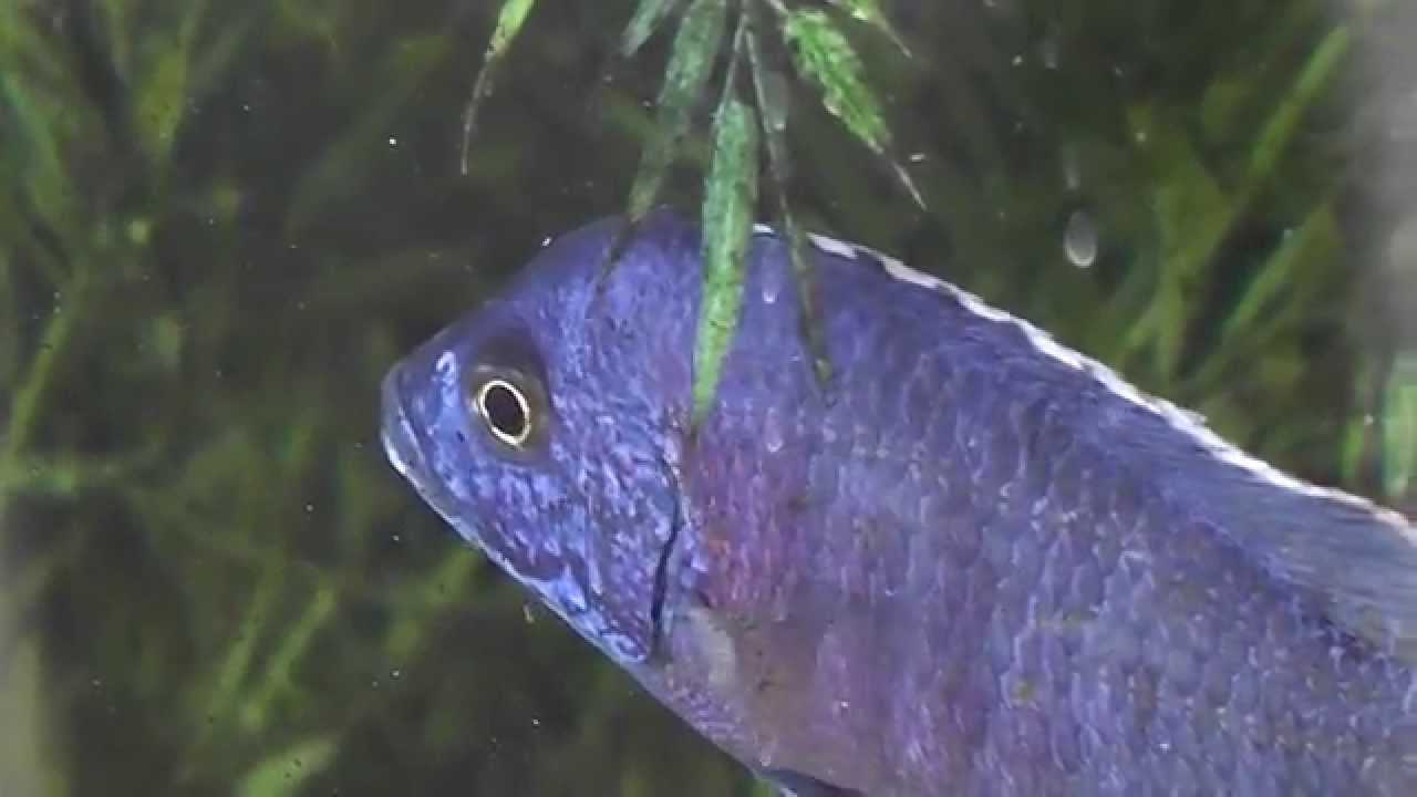 Aulonocara Firefish- Blue Morph - YouTube